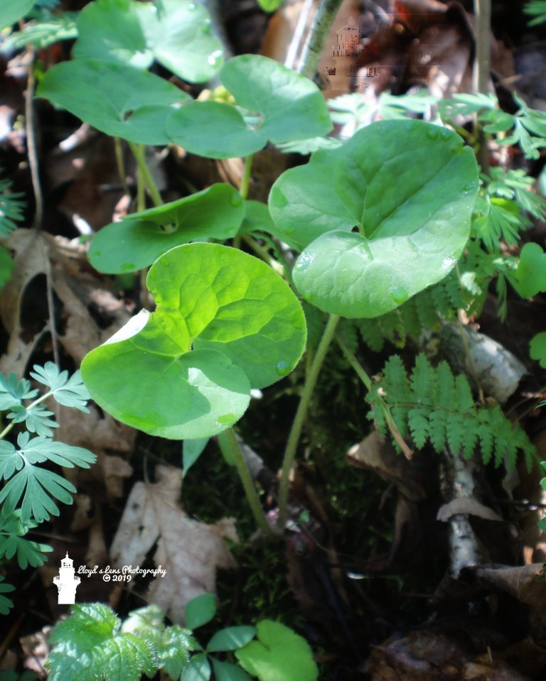 Forage Friday #7 – Wild Ginger – LLOYD'S LENS PHOTOGRAPHY LLC