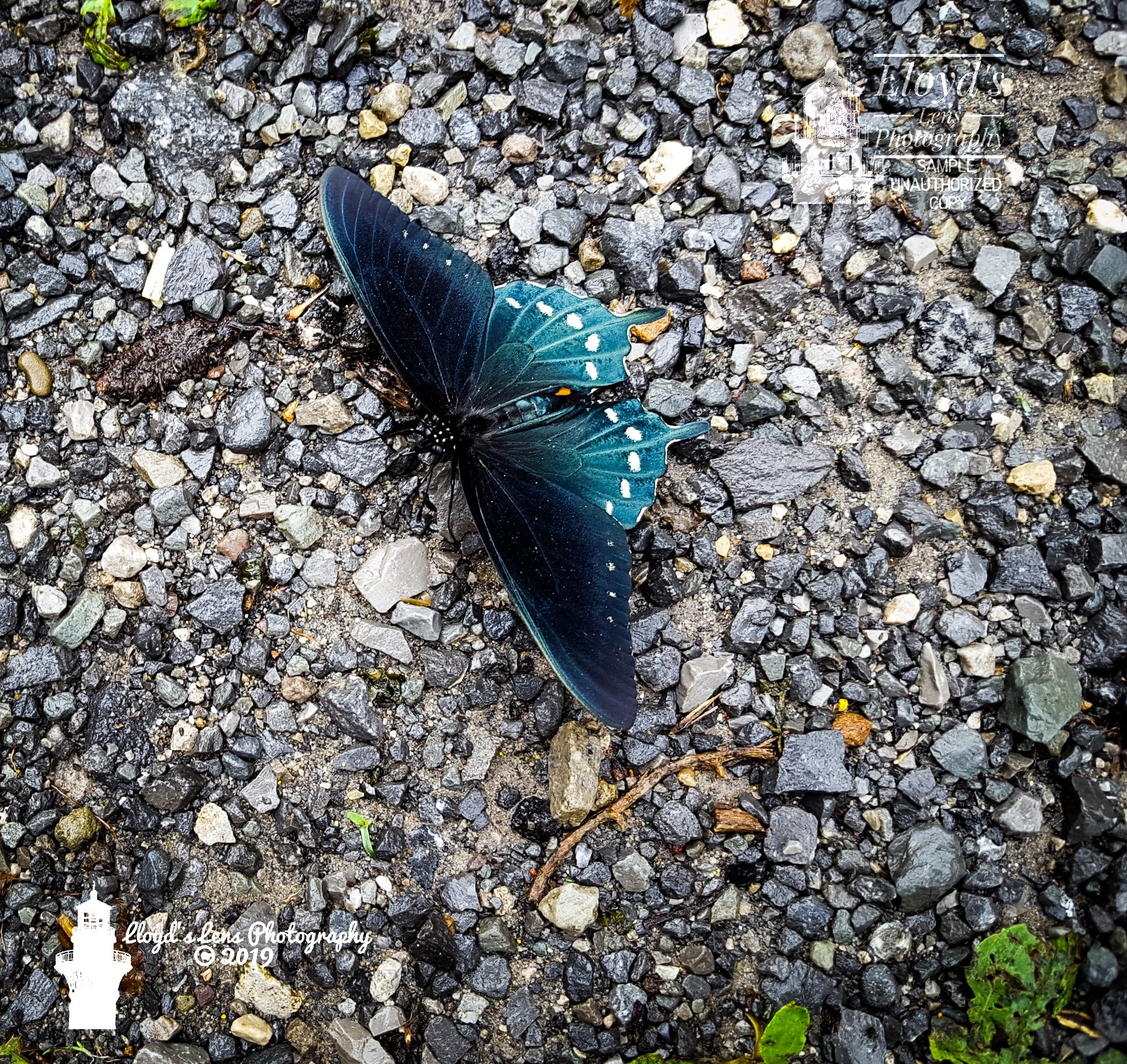 Pipevine Swallowtail – LLOYD'S LENS PHOTOGRAPHY LLC