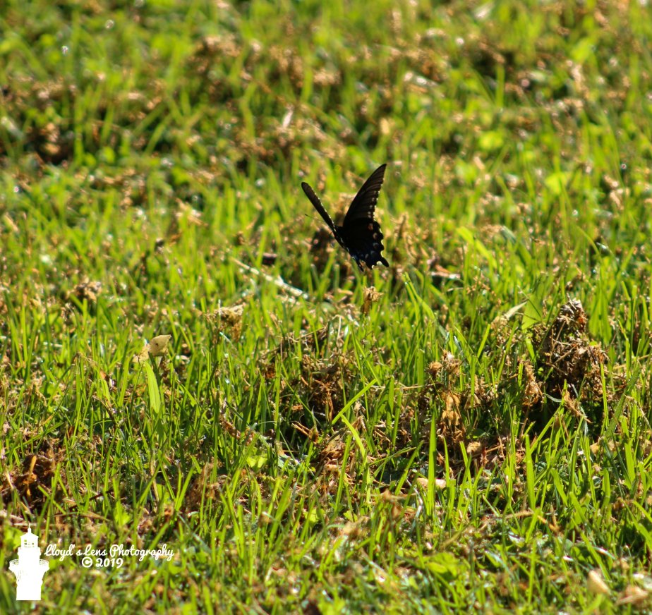 Pipevine Swallowtail – LLOYD'S LENS PHOTOGRAPHY LLC