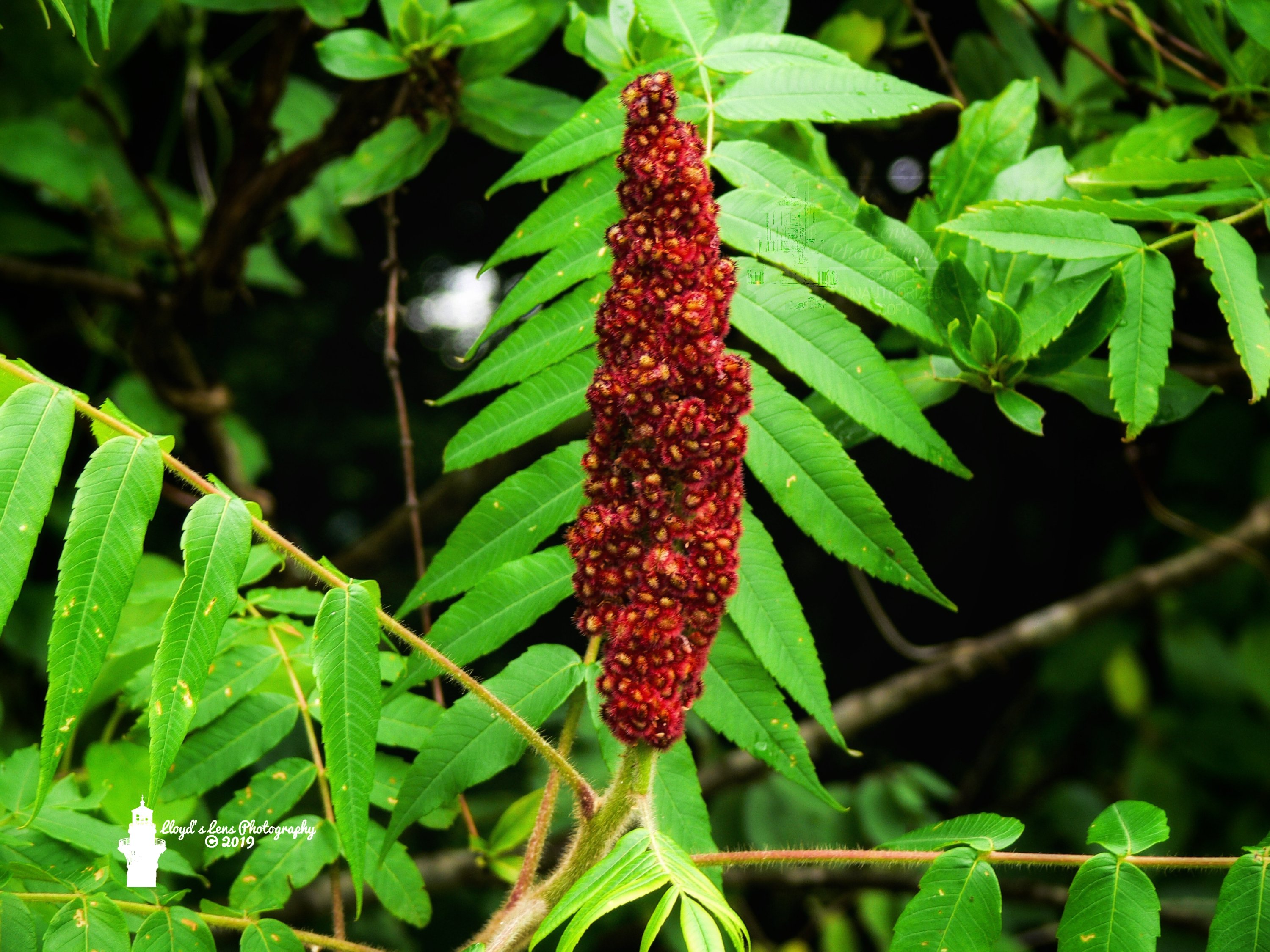 Forage Friday #19 Sumac – LLOYD'S LENS PHOTOGRAPHY LLC