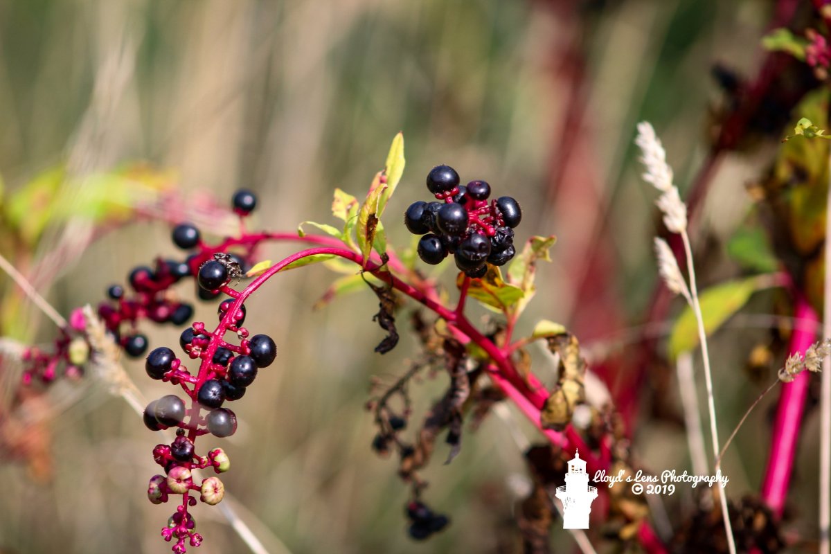 Poke Berries And History – LLOYD'S LENS PHOTOGRAPHY LLC