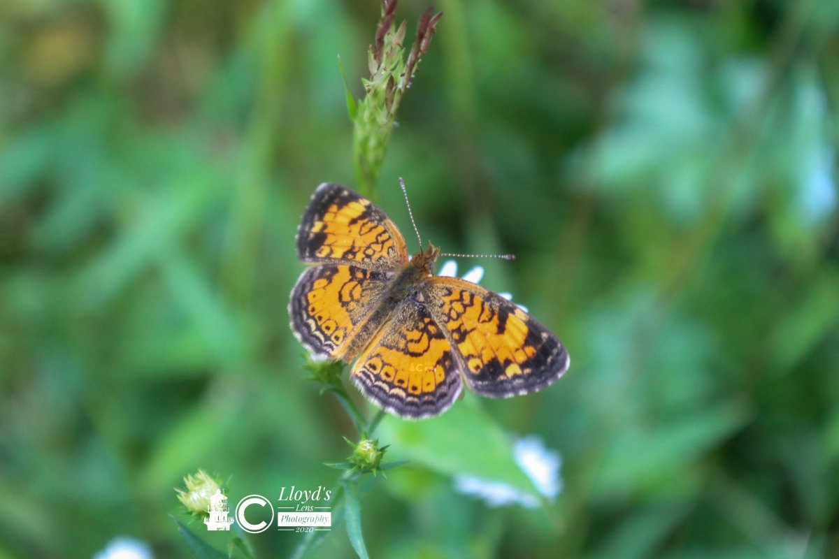 Tiny Wings – LLOYD'S LENS PHOTOGRAPHY LLC