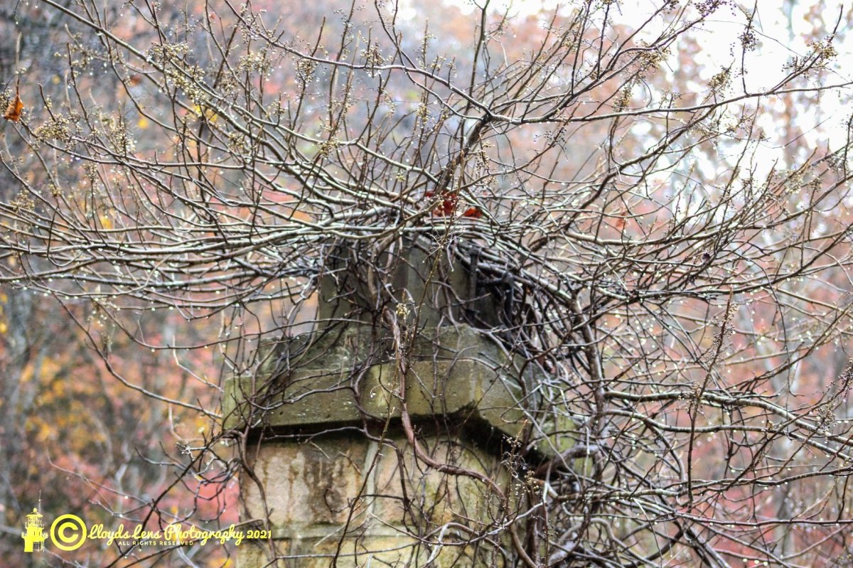 A Brief Layover At The Old Bus Stop – LLOYD'S LENS PHOTOGRAPHY LLC